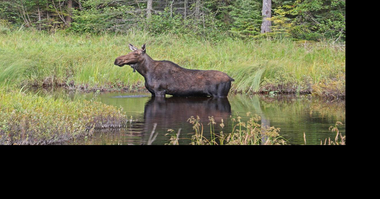 Minnesota moose may be headed for endangered list