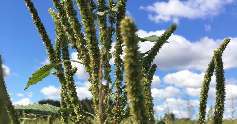 Super weed found in 3 more North Dakota counties; expert says threat is ...