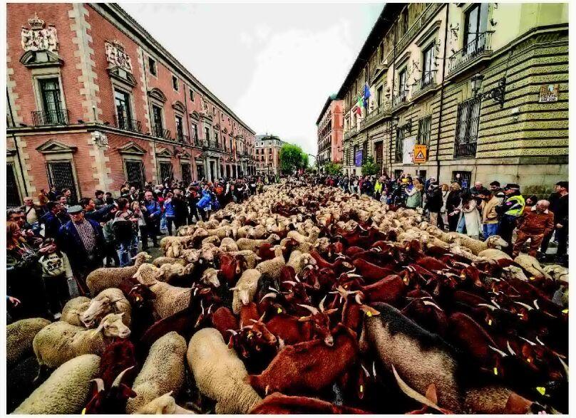 SPANISH SHEPHERDS DEFEND GRAZING, MIGRATION RIGHTS