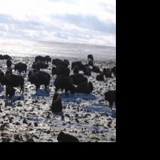 Court impounds Wilder Ranch buffalo