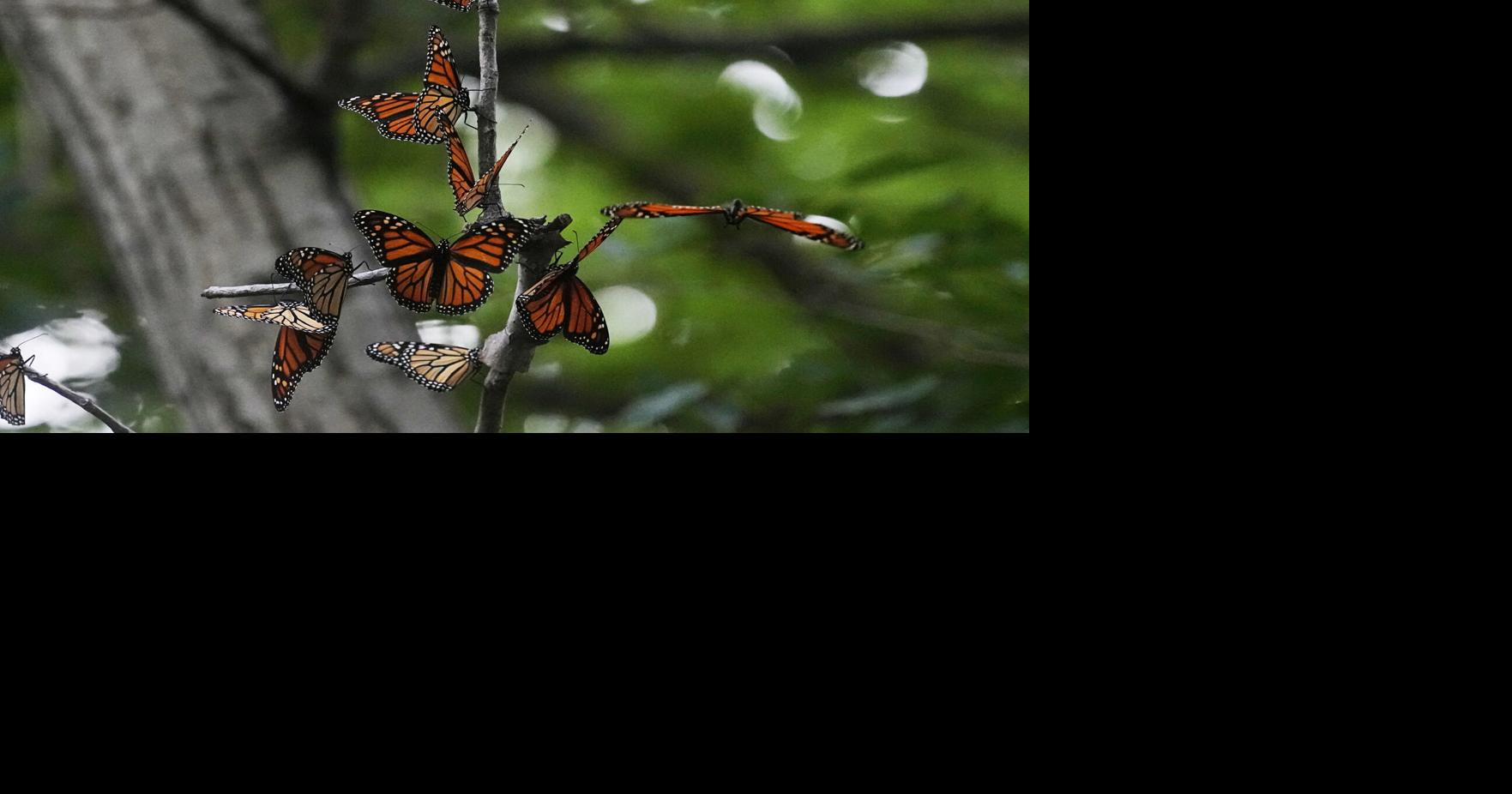 Proposal to protect monarch butterfly sparks debate in ND