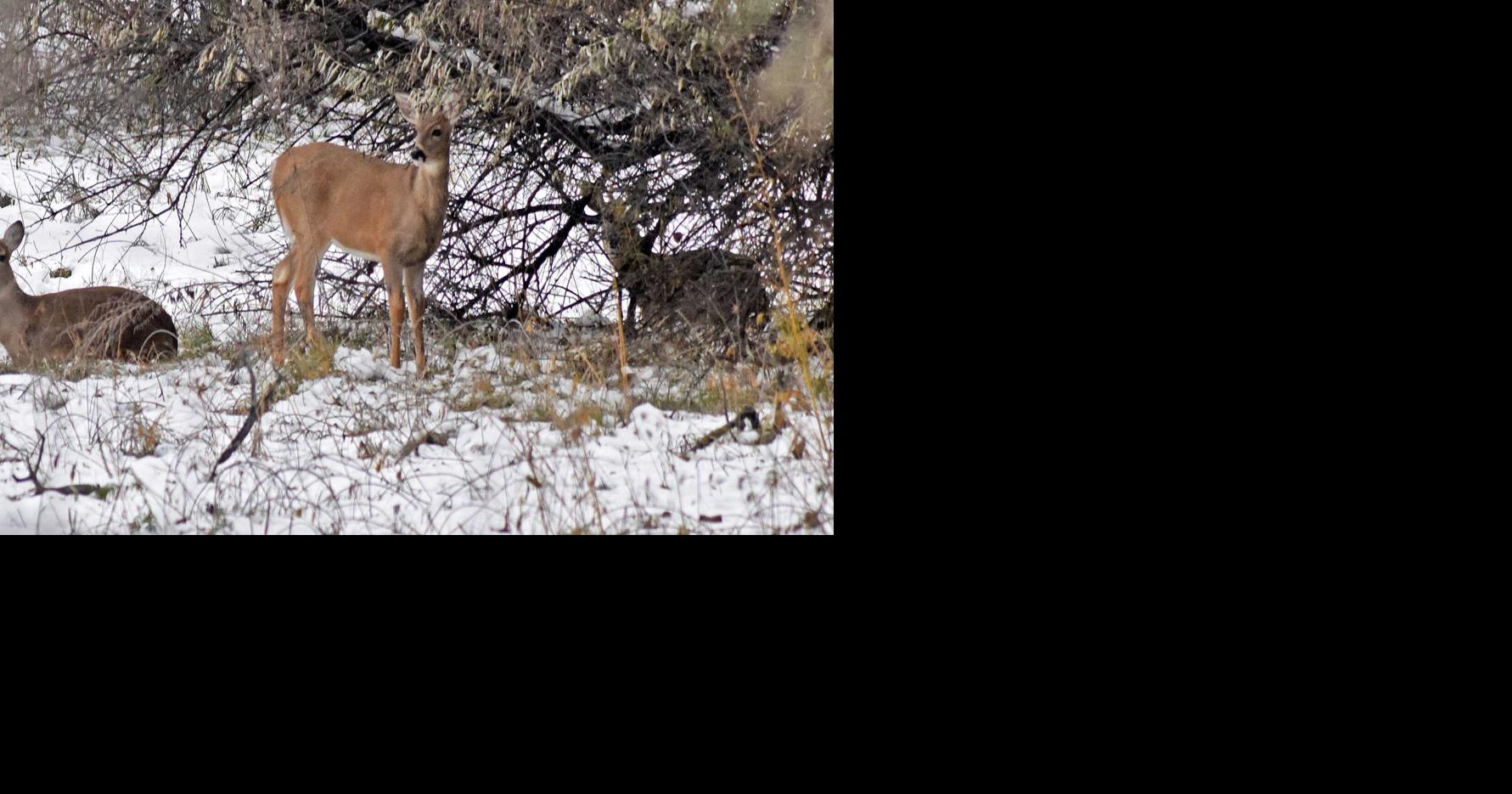 CWD cases in North Dakota in 2023 not in new areas