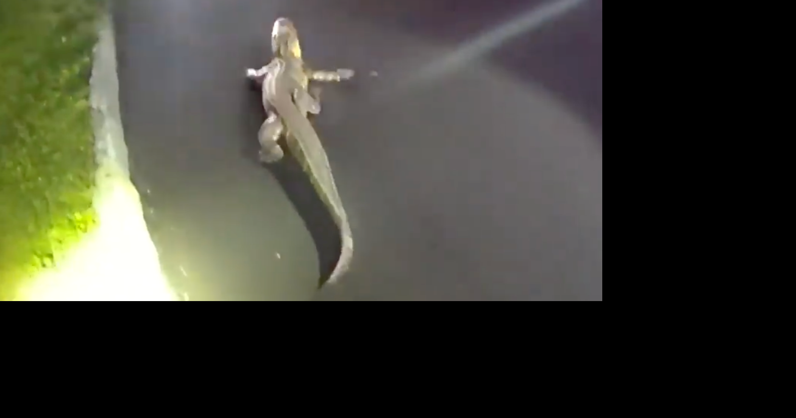 Bodycam footage shows New Jersey officers nabbing runaway alligator