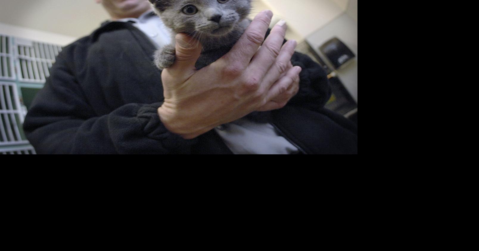 Animals at Bismarck-Mandan city impound