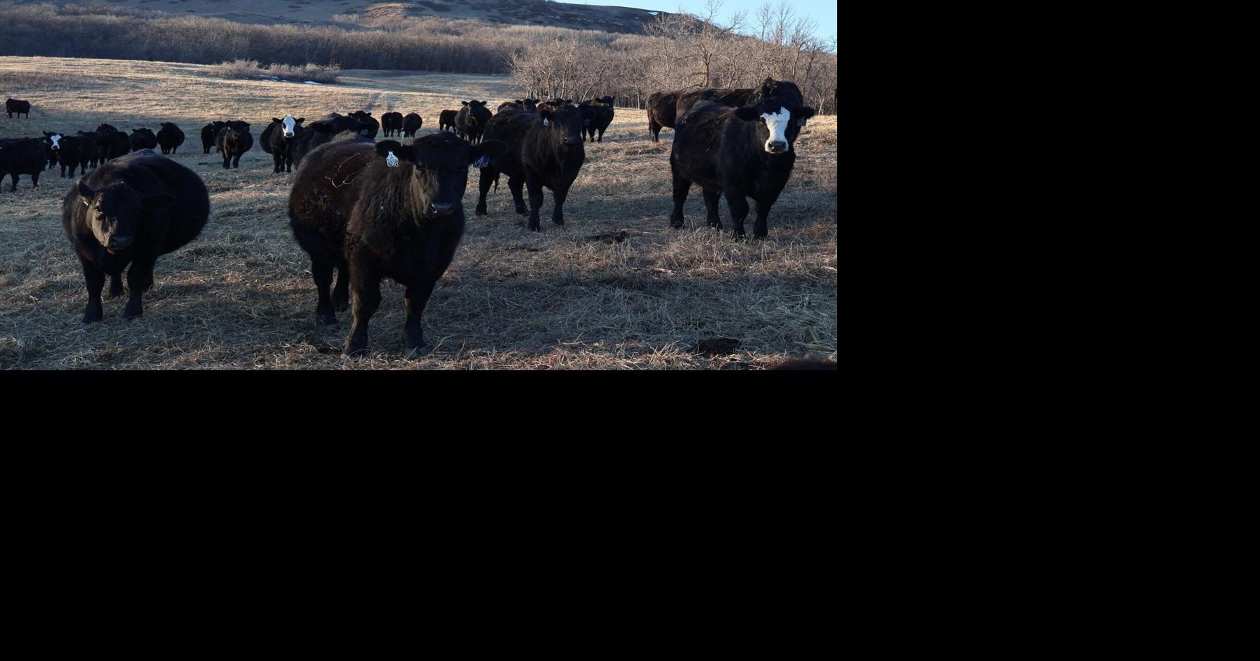 Ranchers sue to change Beef Commission appointment process