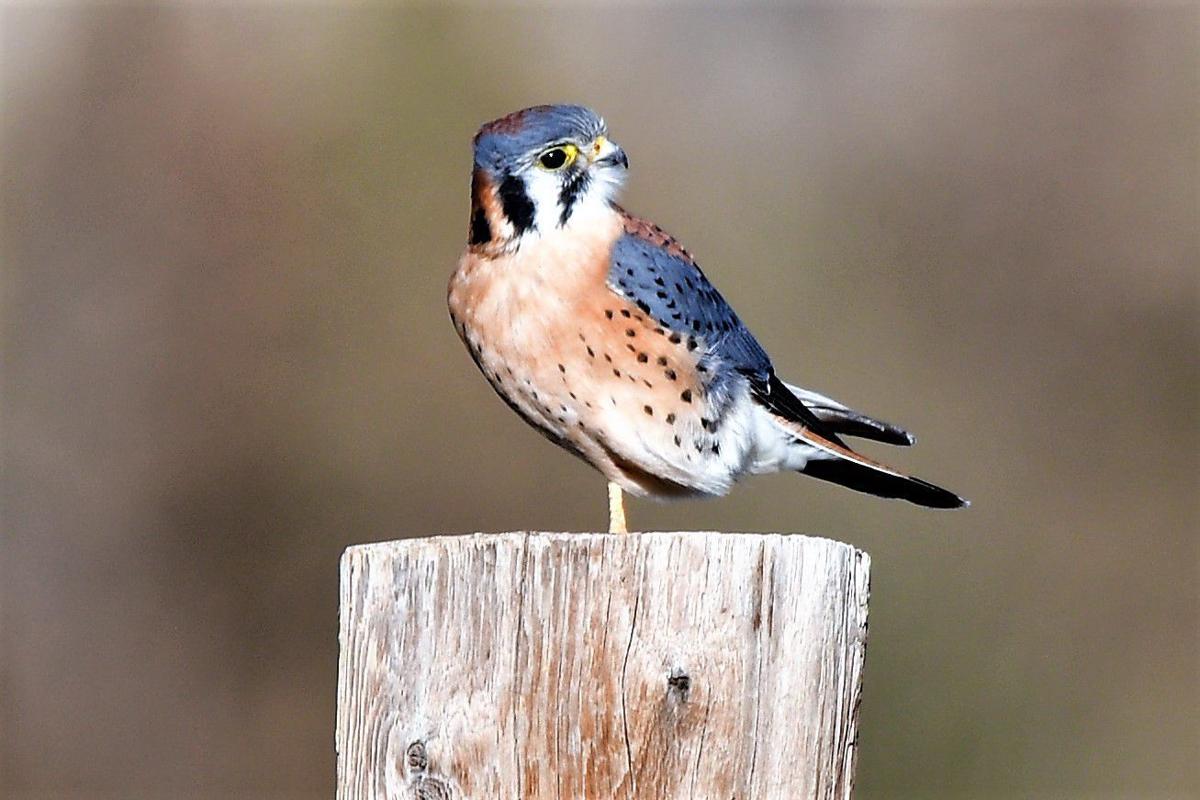 Annual Christmas bird count set for Theodore Roosevelt National Park