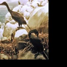Double-crested cormorants a marvel of adaptation