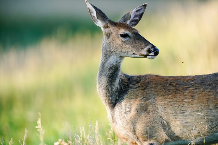 Doug Leier: Battle against CWD continues