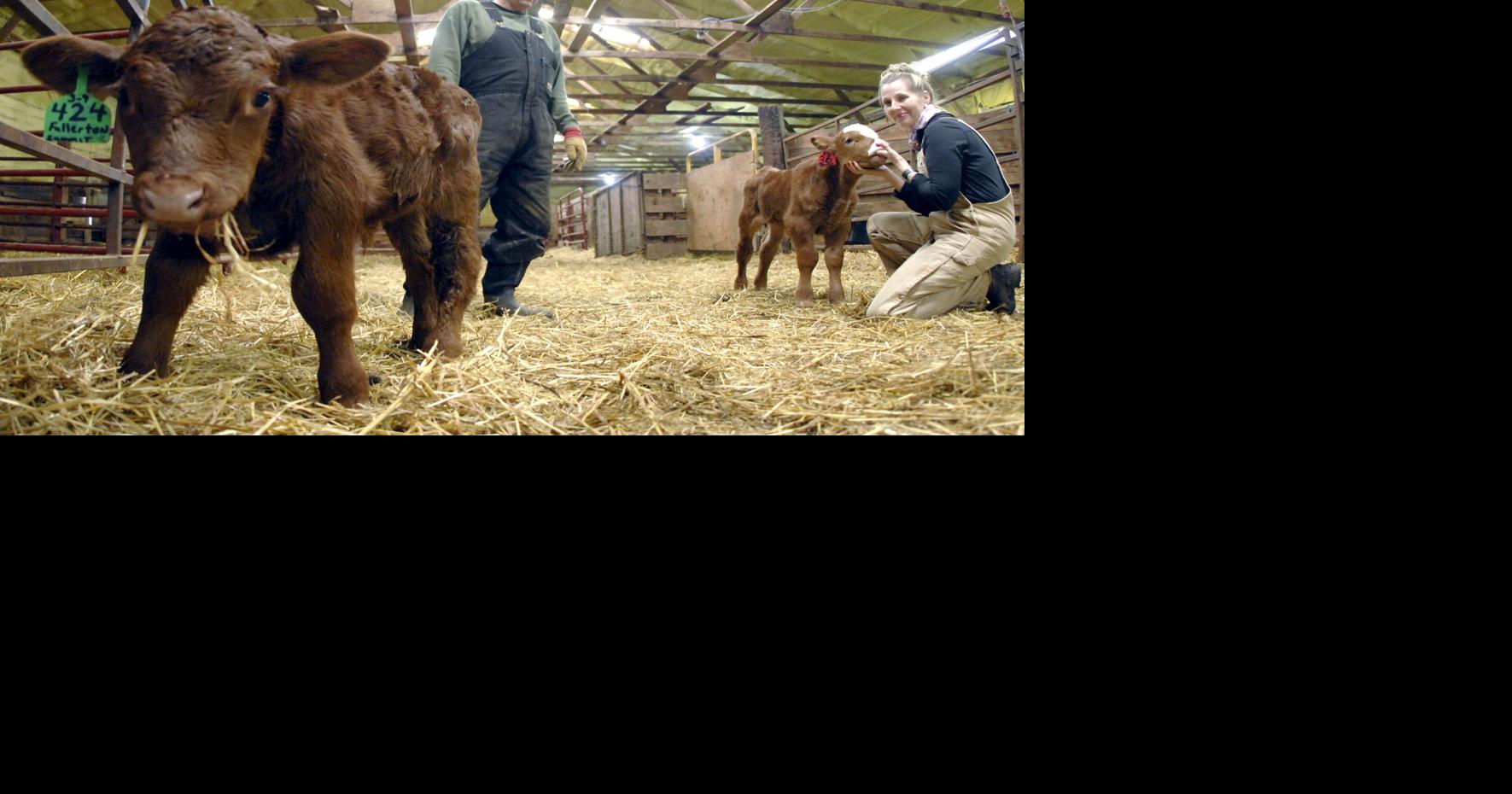 Ranchers seeing increase in aborted calves