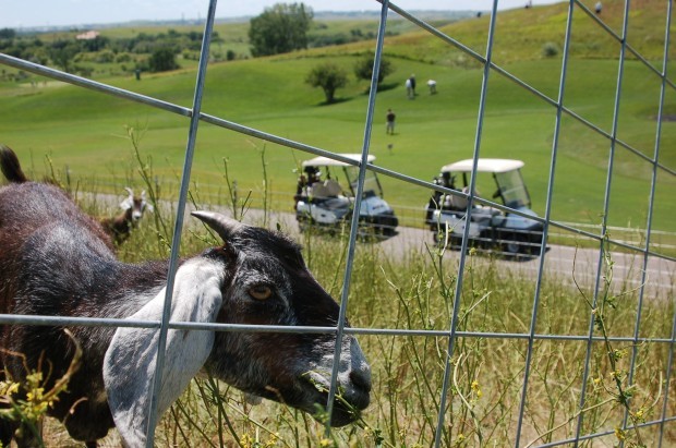 Goats go to work at Hawktree Golf Club