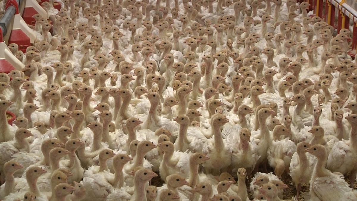 Hutterite colonies are sole producer of SD turkeys