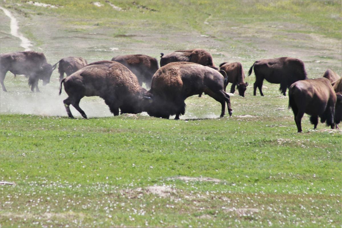 Bison attacks rare in national park despite number of animals, visitors