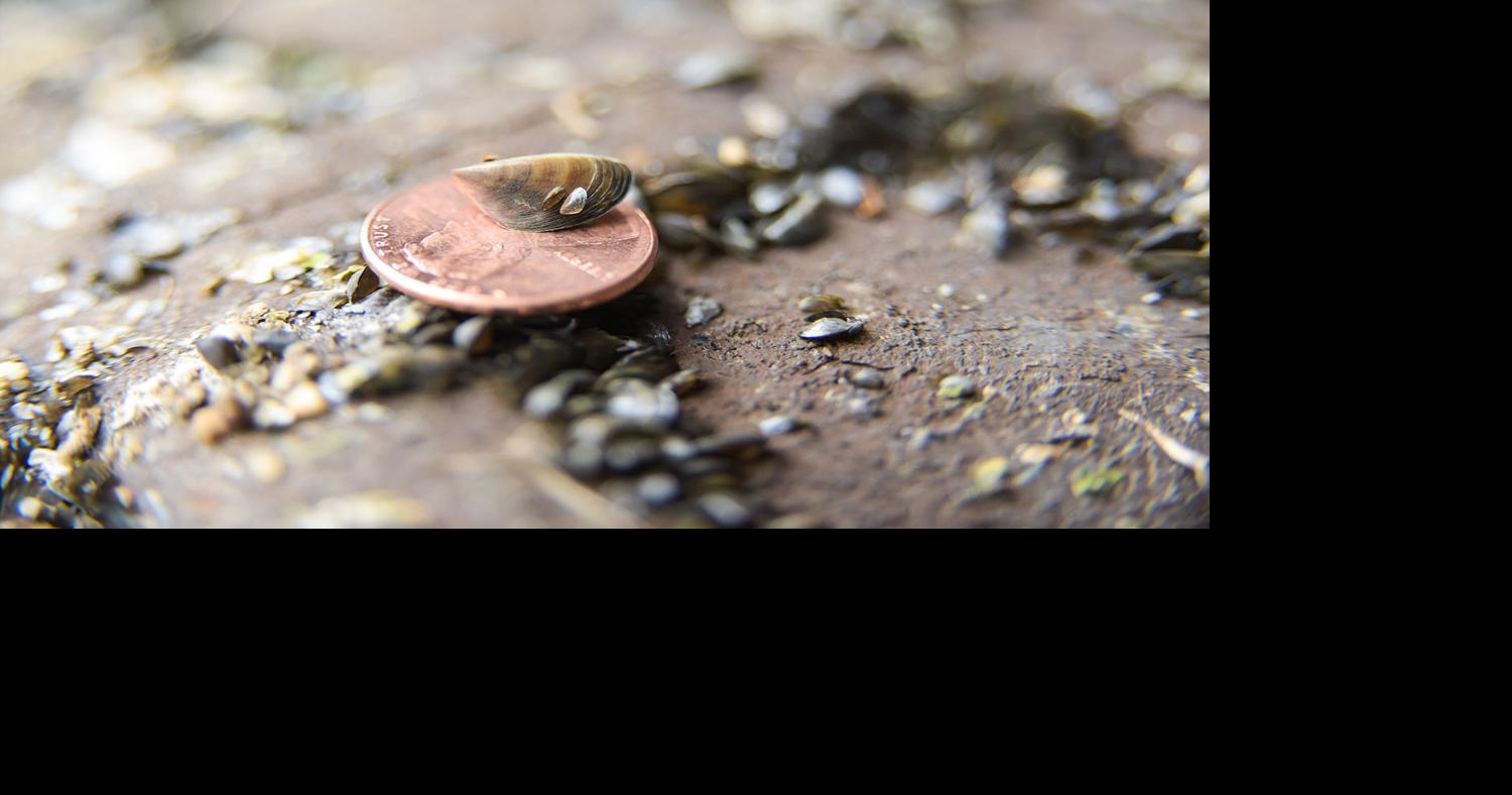 Zebra mussels found in northwest North Dakota's Smishek Lake