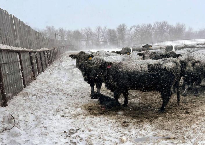Blizzard-related power outages, rancher losses generate assistance, tips