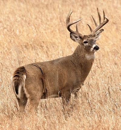 One hunter, one buck?