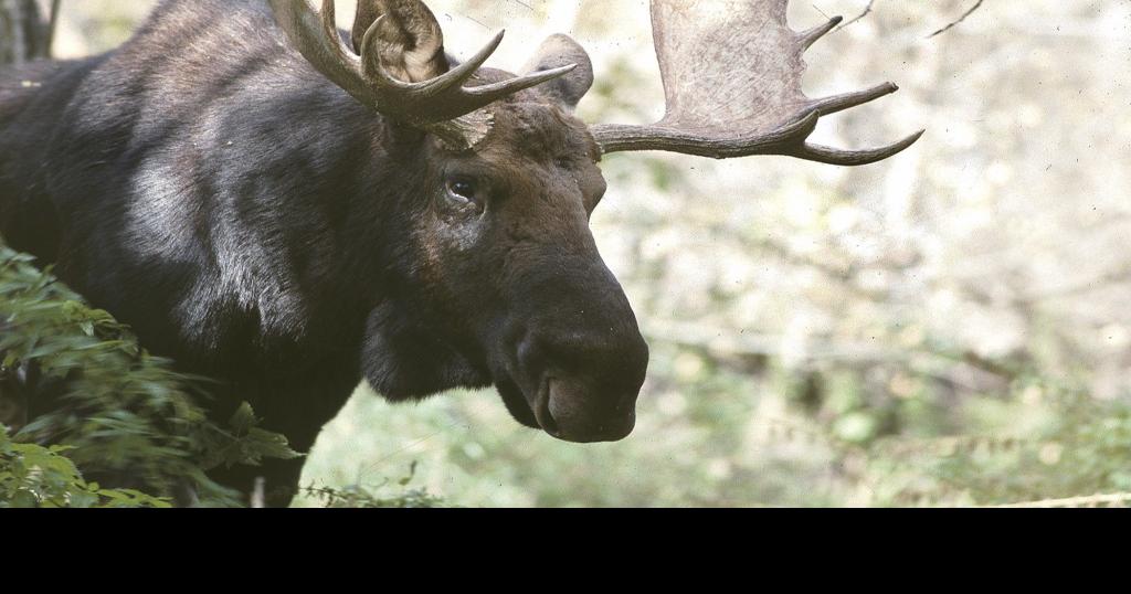 Odds of drawing into 'Big 3' growing slimmer