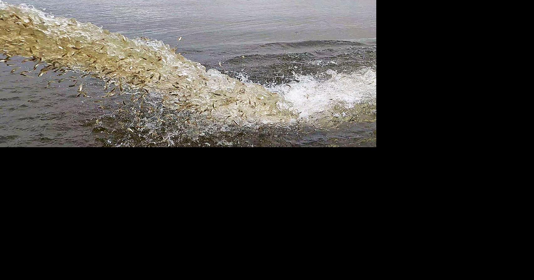 Stocking of fingerlings ensures future fishing success