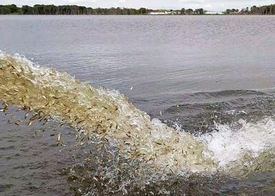 Stocking of fingerlings ensures future fishing success