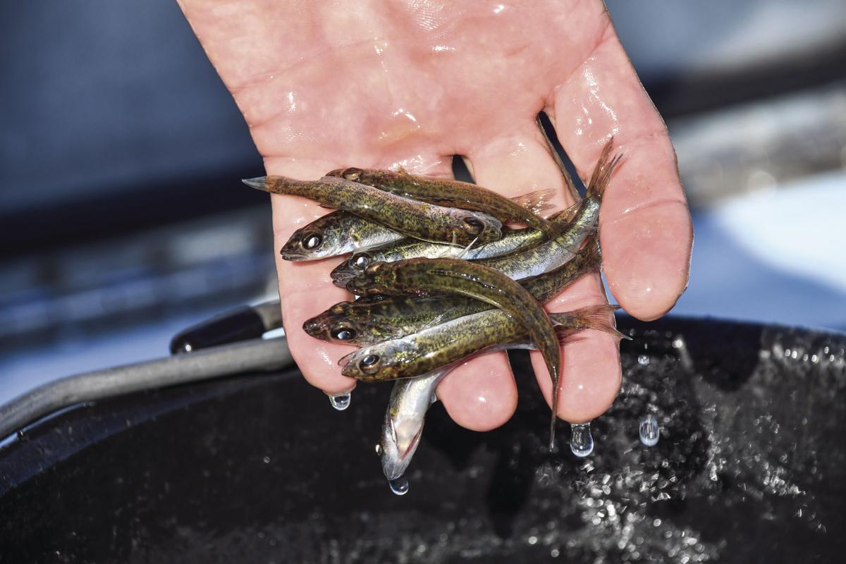 Doug Leier: Experimenting with fingerlings