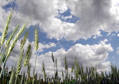 Spring wheat seeding nearly wrapped up in North Dakota; pleasant ...