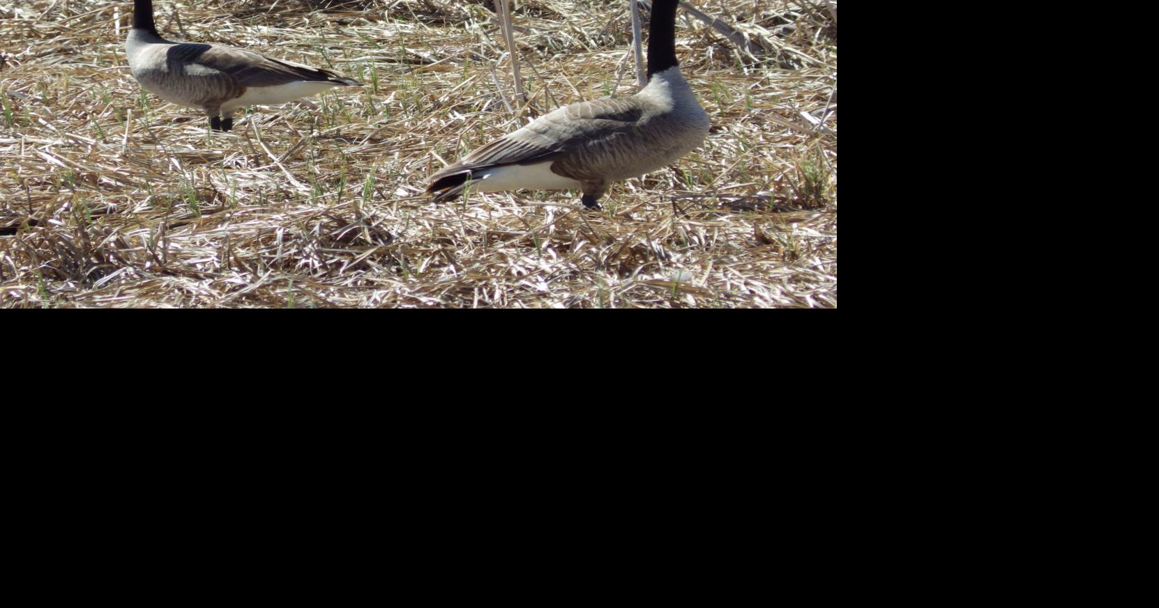 Early Canada goose season opens Thursday in North Dakota