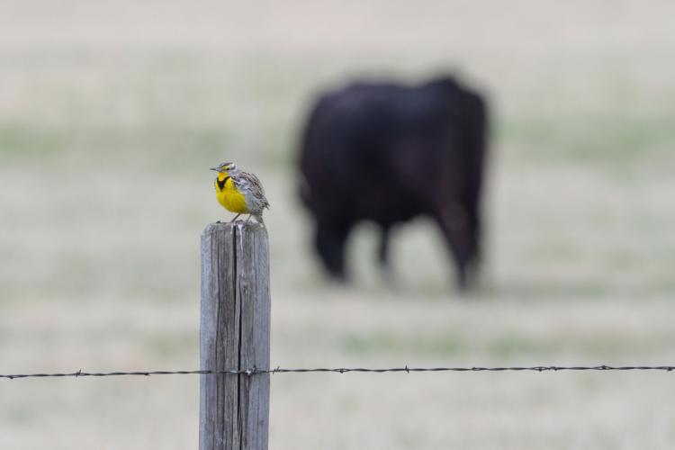 Doug Leier: Meadowlark Initiative aims to save native prairie