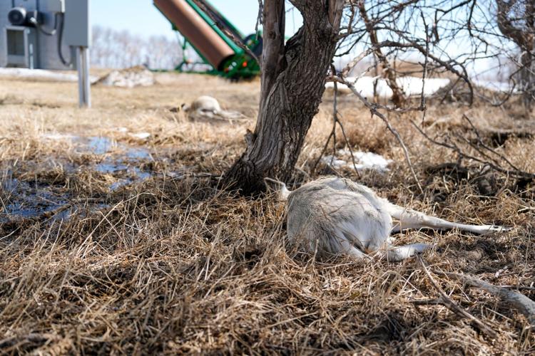 Doug Leier: Life and death in the North Dakota outdoors