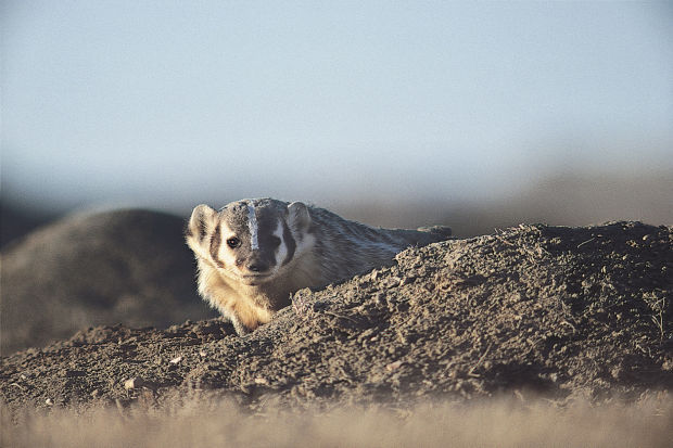Badgers: a prairie survivor
