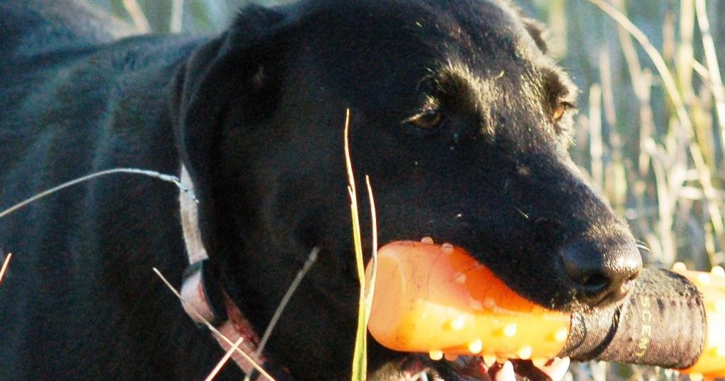 A tale of two dogs