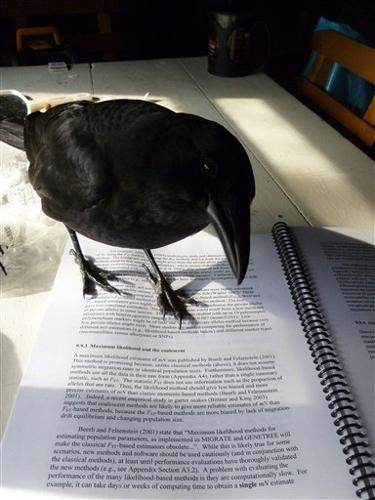Montana woman searching for missing pet raven