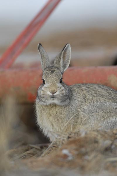 Officials hope to keep rabbit disease out of North Dakota