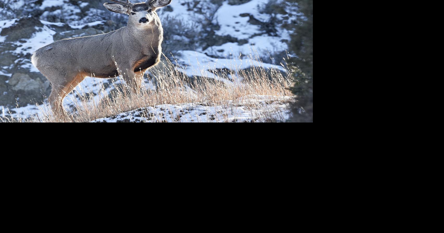 First come-first served North Dakota deer licenses available beginning ...