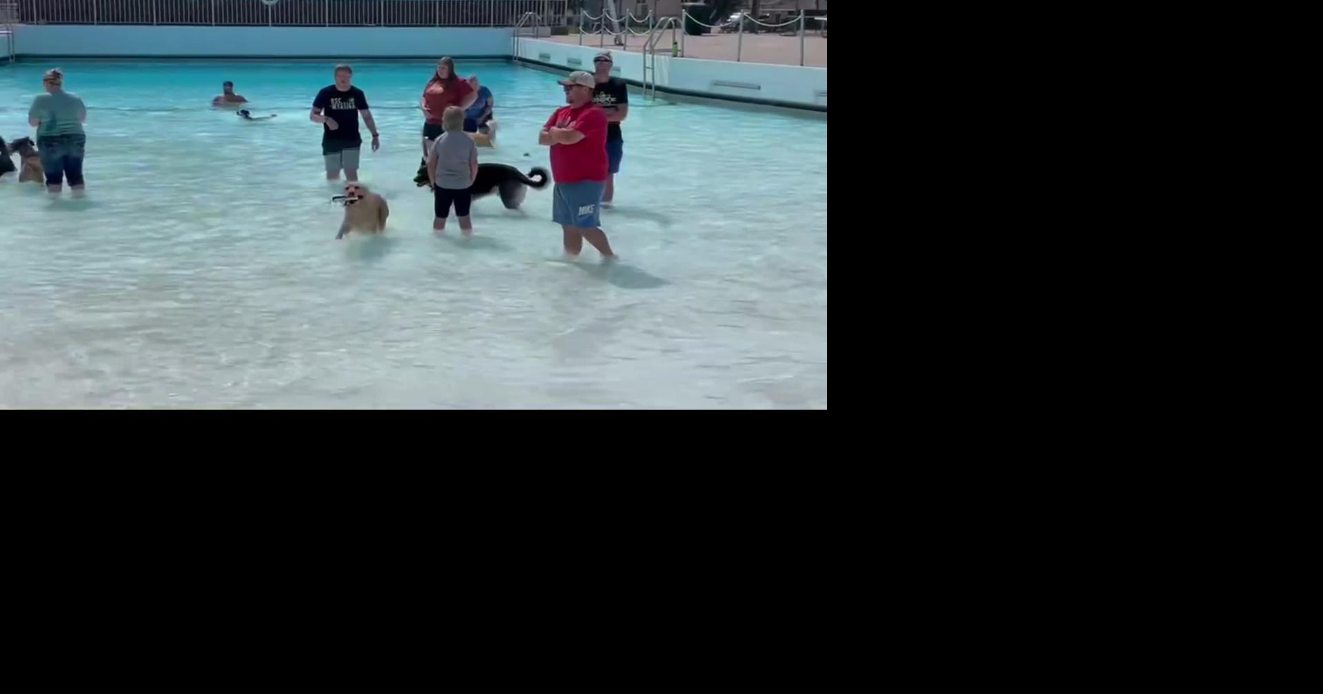 Pool Pooch Party at the Wachter Aquatic complex