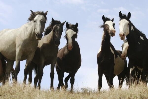 Medora businesses fear removal of wild horses from park