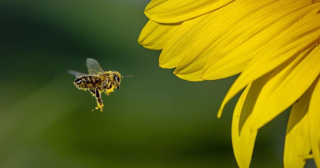 Dakota Gardener: How to bring bees to your vegetable garden
