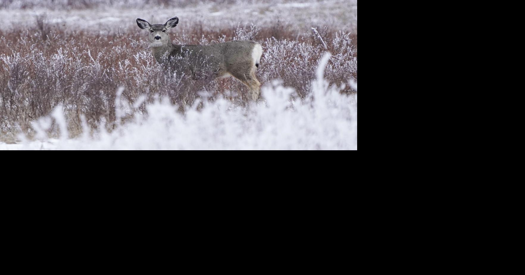 Spring mule deer survey getting underway