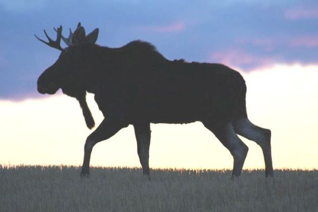 The 'prairie moose phenomona'