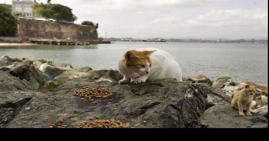 See the iconic cats of Old San Juan, where famous felines keep watch