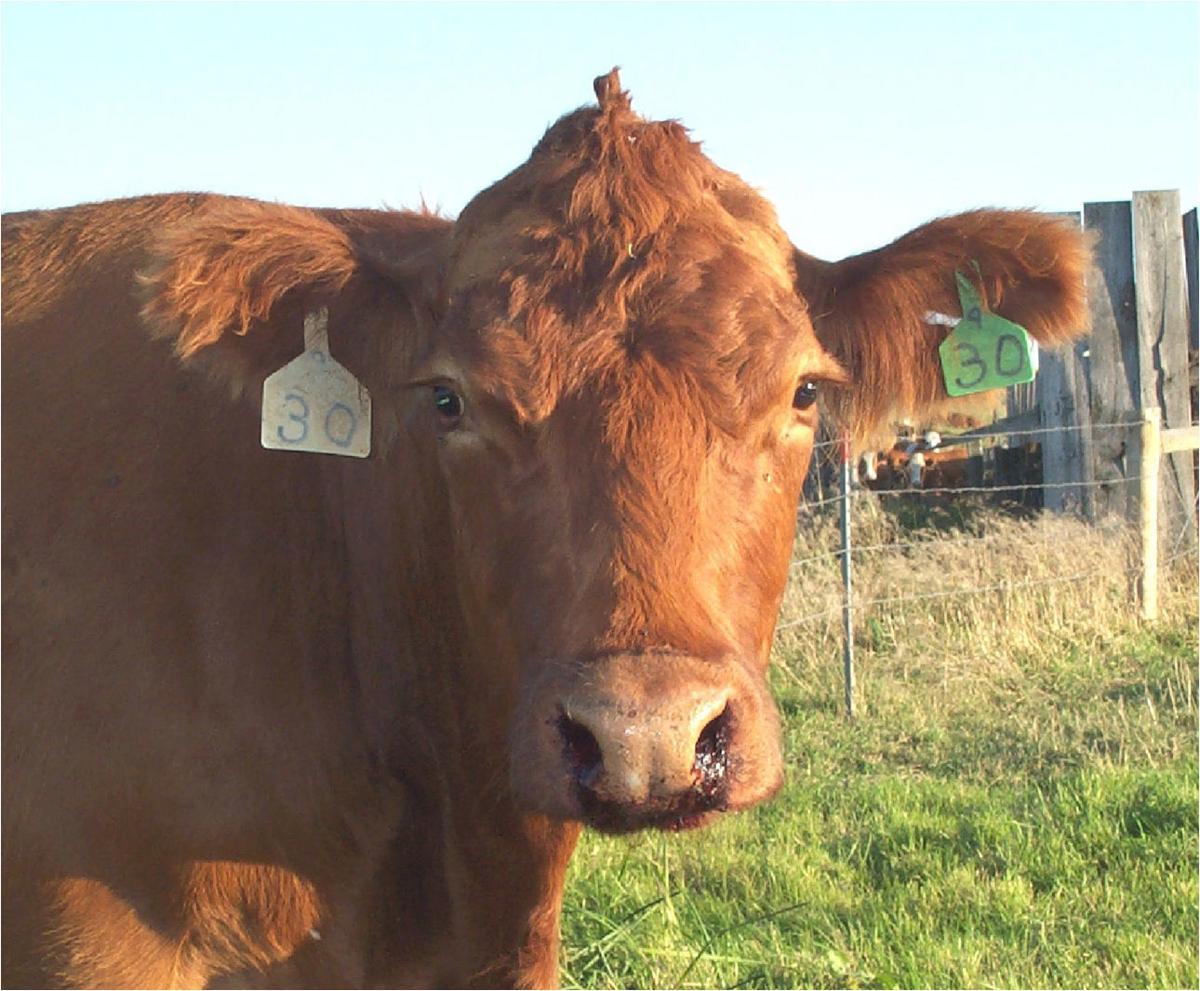 Anthrax outbreak a concern for North Dakota ranchers