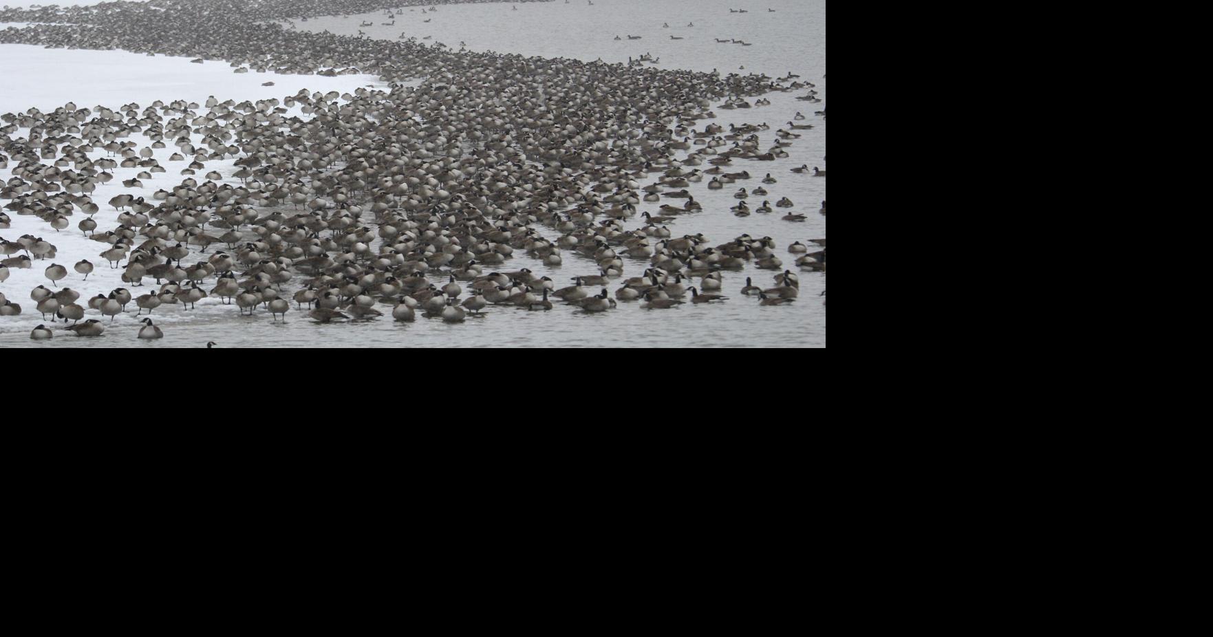 Wintering waterfowl down in North Dakota due to cold
