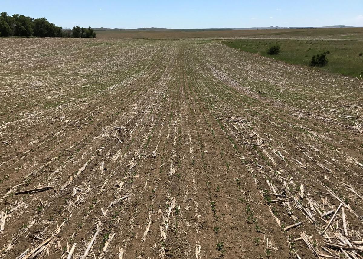 Hemp production growing, exciting possibilities