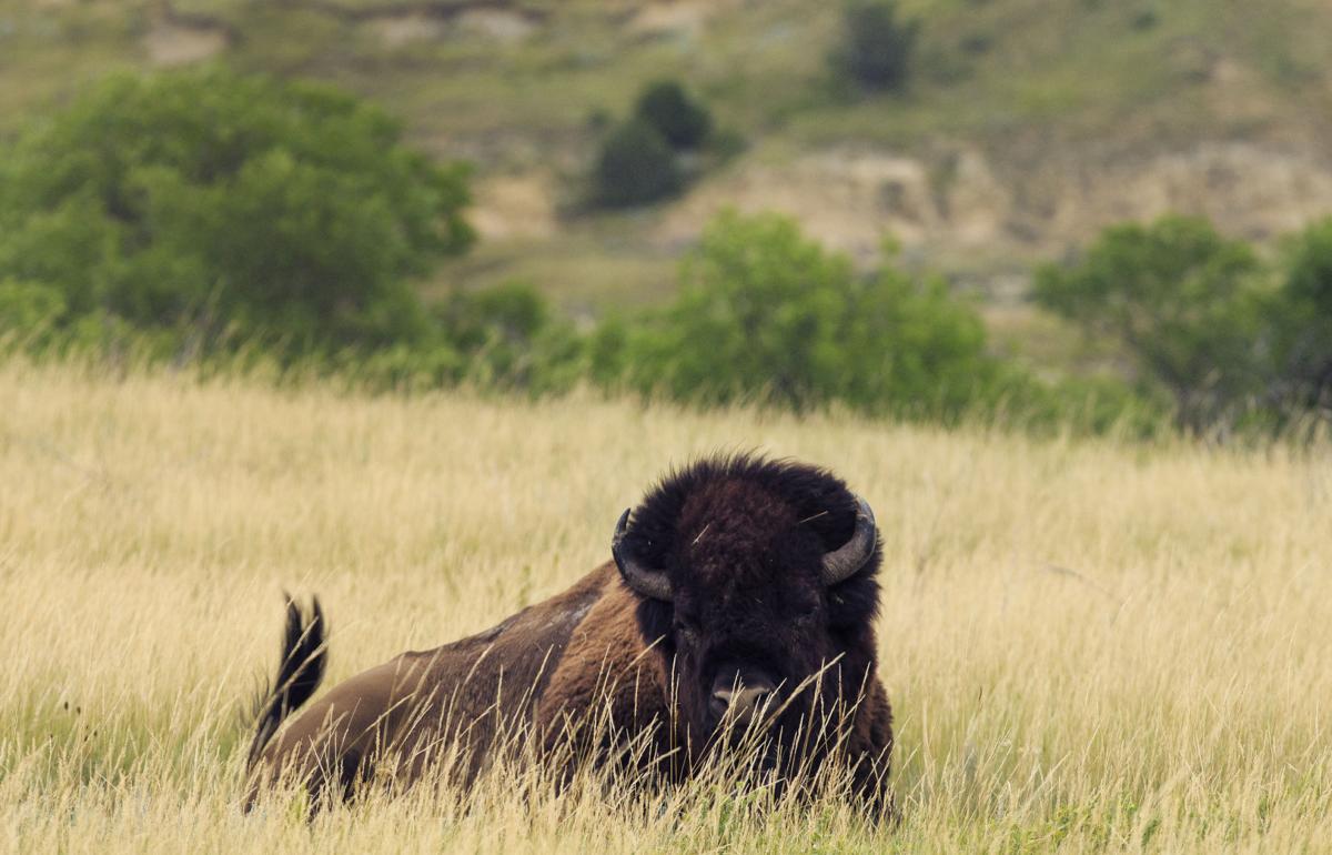 Study examines genetics of bison in Theodore Roosevelt park