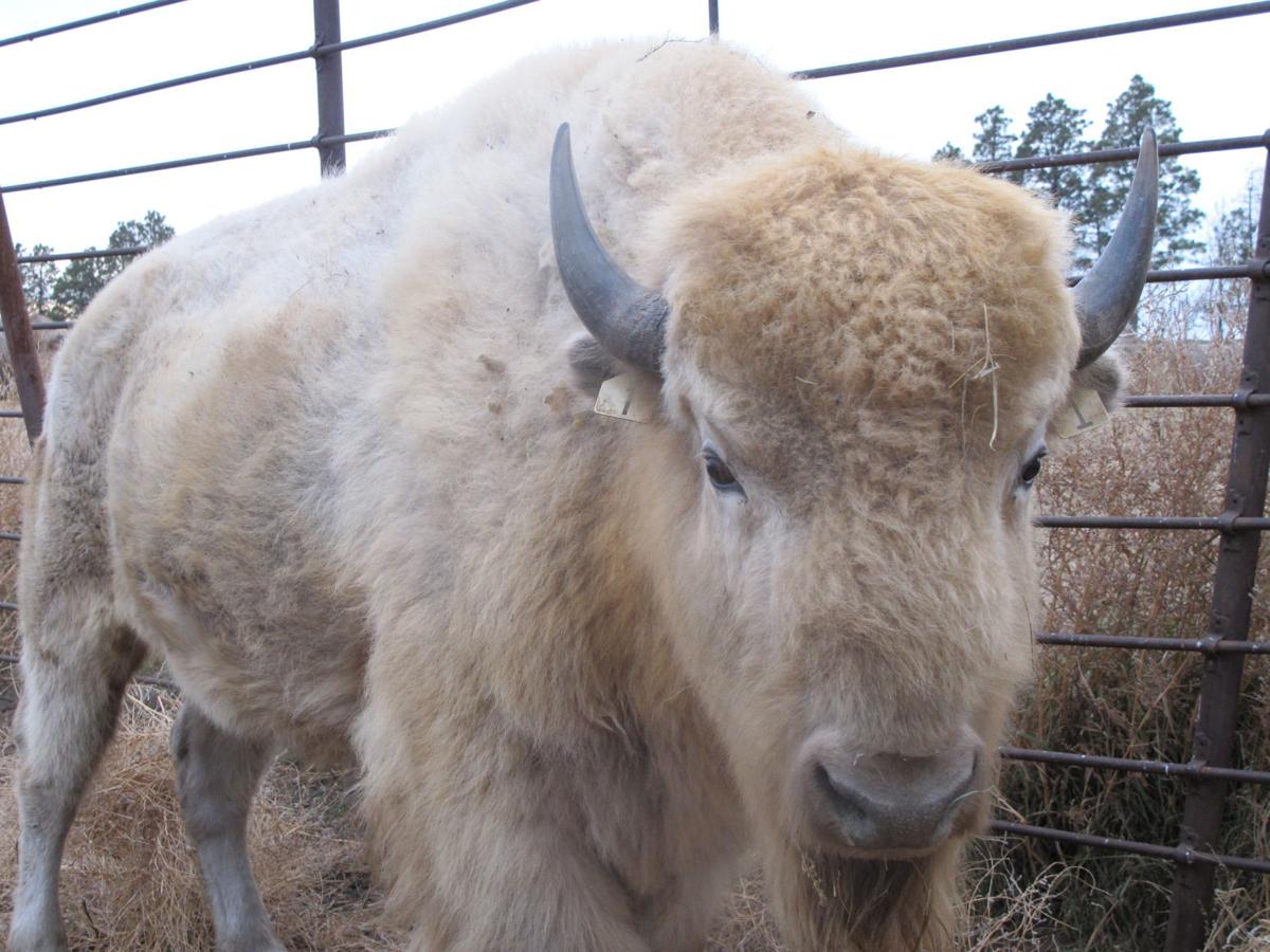 Hazen's Sebastian helps save European bison