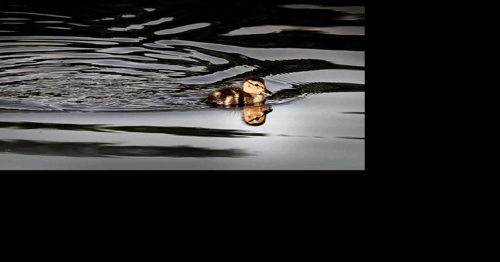 Breeding duck numbers decline in North Dakota