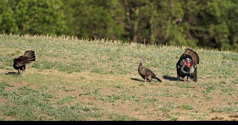 Doug Leier: Study aims to expand wild turkey knowledge