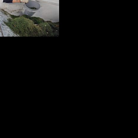 Mandan opens grass collection sites