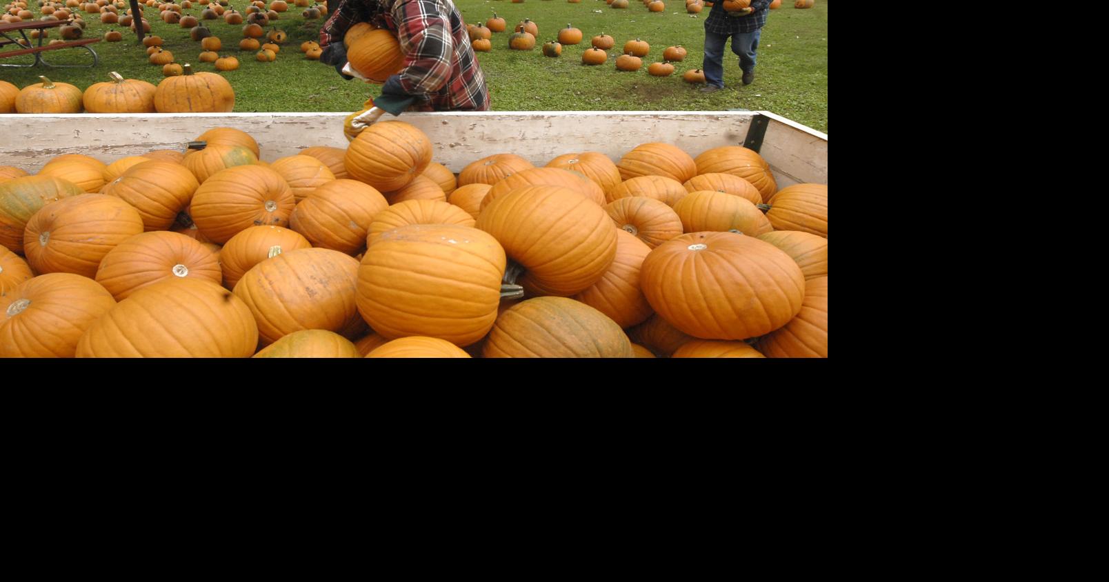 Papa's Pumpkin patch opens for the season