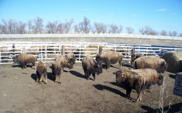 Ranchers round up stray Wilder bison, auction may be held if they aren ...