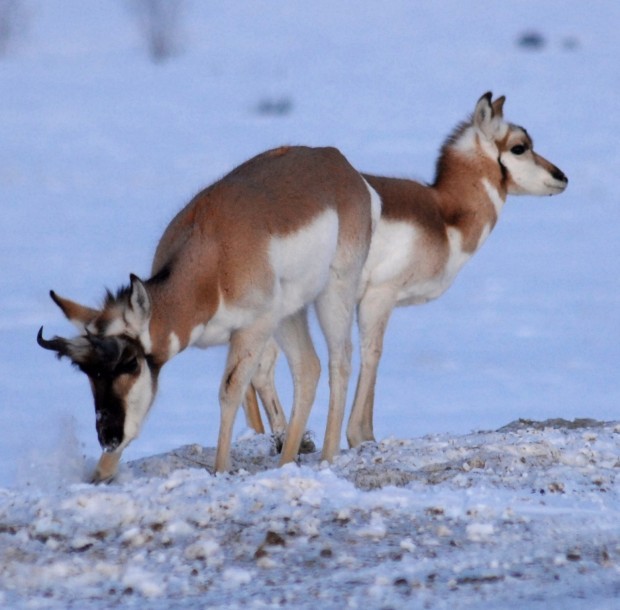 State canceling pronghorn antelope season