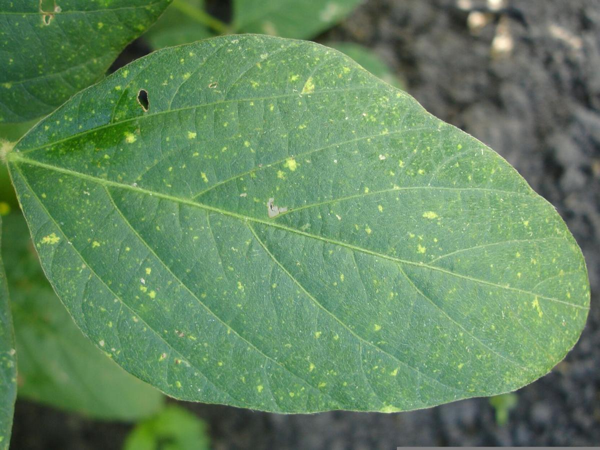 Dakota Gardener: The only constant is powdery mildew
